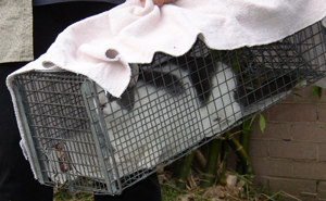 Friends of Feral Felines